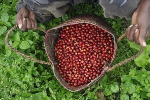 Burundi Coffee Guide: History, Flavors & Brewing Tips | Corner Coffee Store