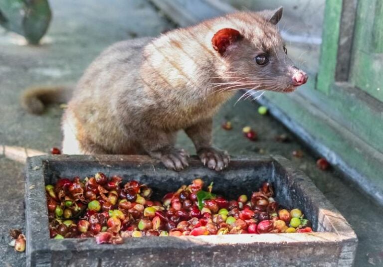 What Is Kopi Luwak? The Disturbing Story of Cat Poop Coffee | Corner ...