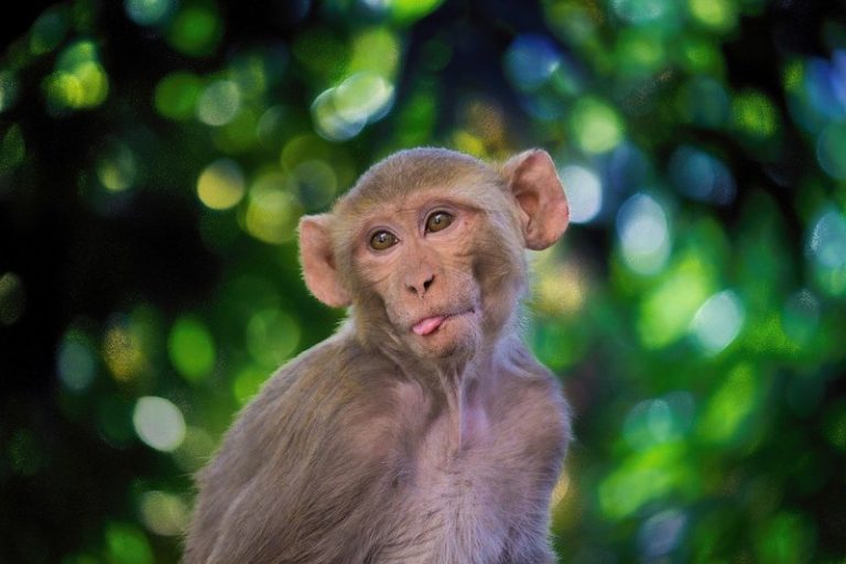 What Is Monkey Coffee? Disturbing Facts About This Rare Animal Coffee ...