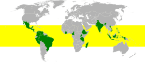 What is the Coffee Belt? Why It's So Important | Corner Coffee Store