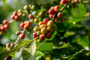 What Climate Does Coffee Grow In? Surprising Facts! | Corner Coffee Store