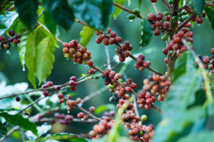What Climate Does Coffee Grow In? Surprising Facts! | Corner Coffee Store