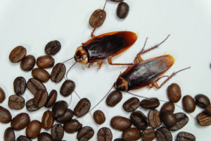 Does Ground Coffee Really Have Cockroaches in It? The Facts & How To ...