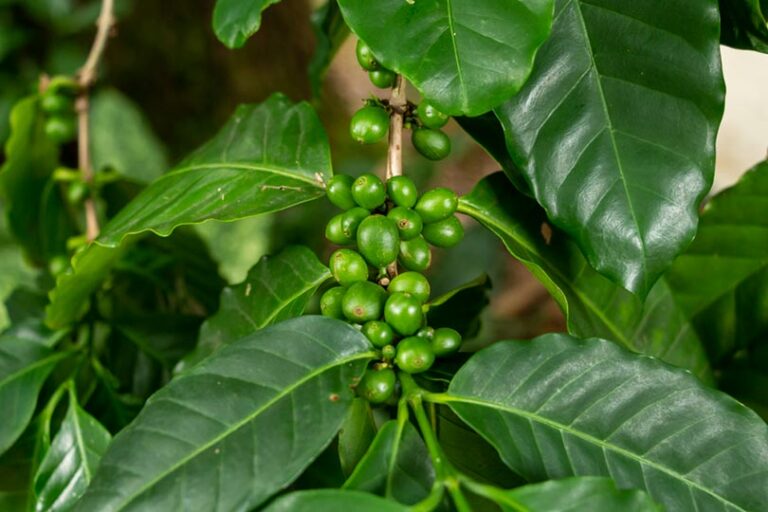Can You Grow Coffee in Florida? Facts & Tips for the Best Coffee ...