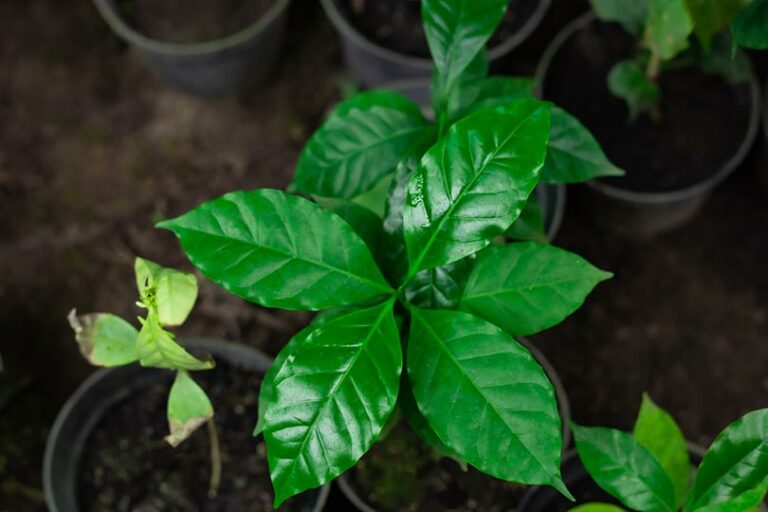 Growing Coffee in a Greenhouse: What You Need to Know | Corner Coffee Store