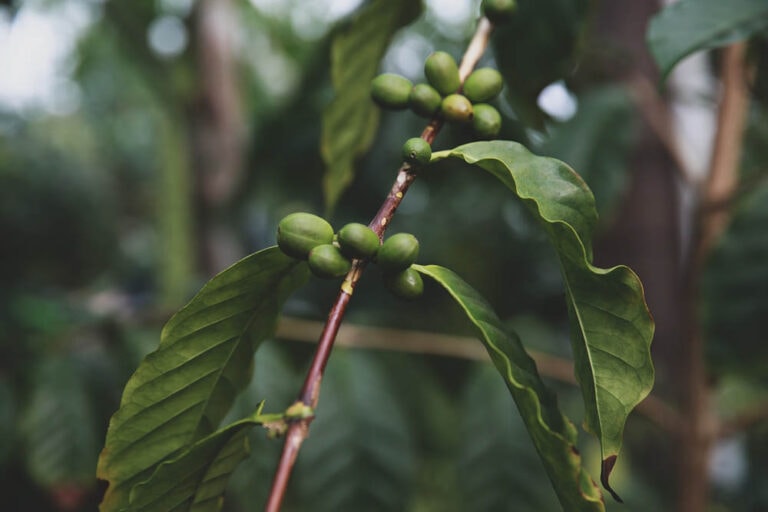 Excelsa Coffee Beans: Facts, Flavors & Pictures | Corner Coffee Store